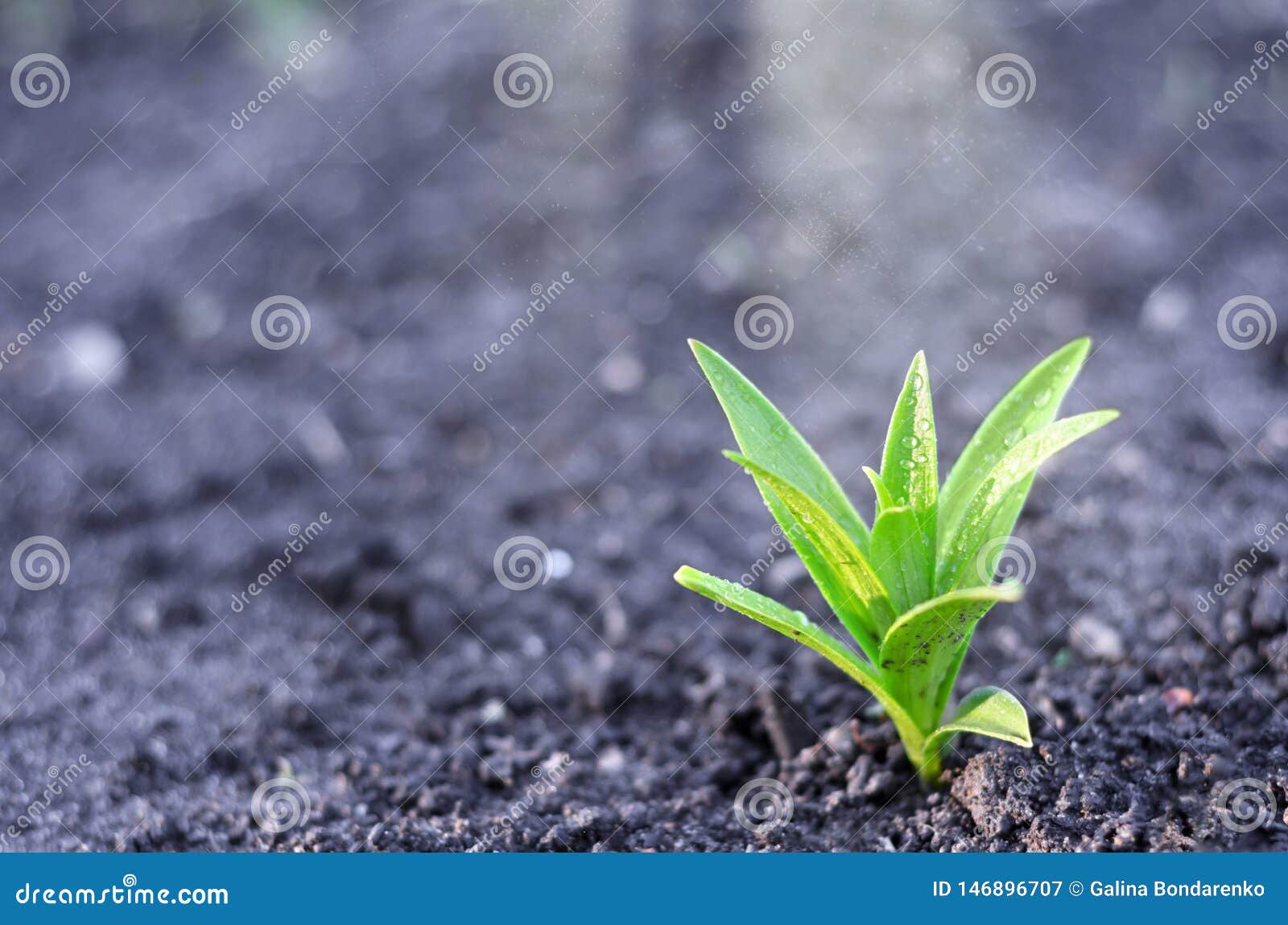 Background Image, Green Sprout in the Ground Stock Image - Image of ...