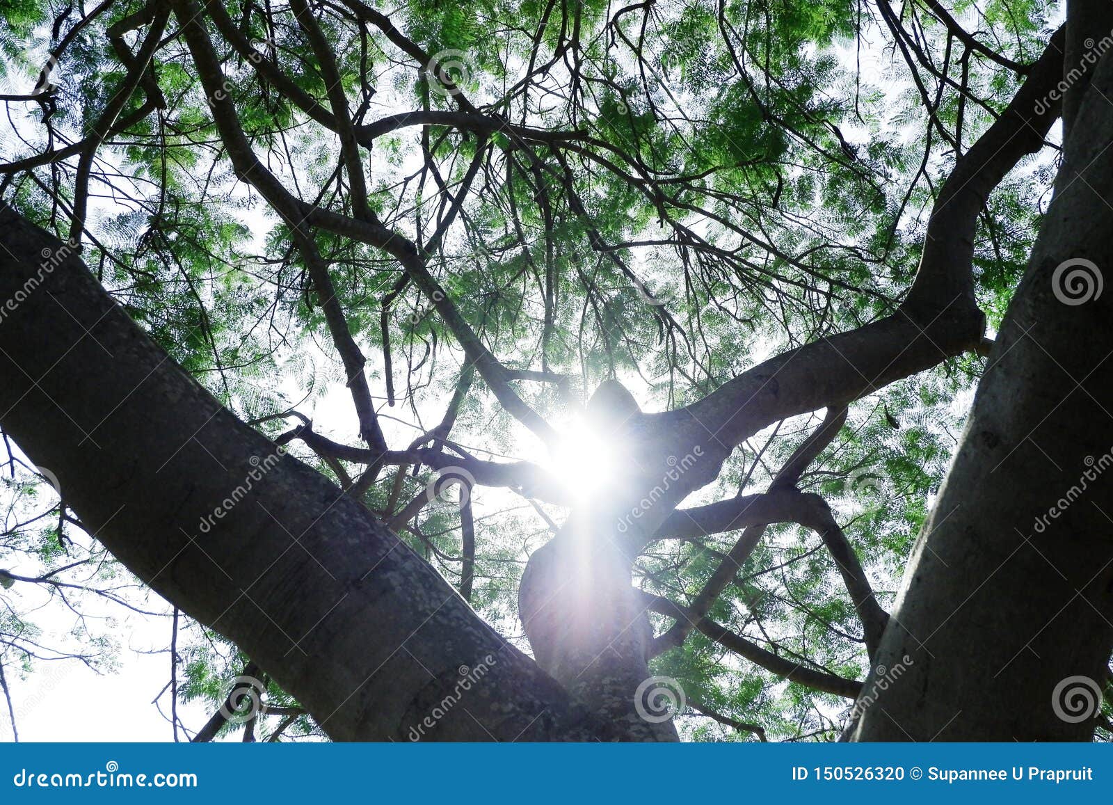 Background Image of Green Tree for Banner and Advertising Flyer Stock ...