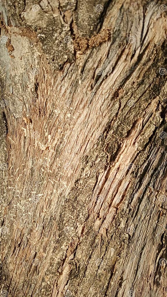 16:9 Background Image: Landscape, Tree Bark, Tree Bark Surface, Natural ...