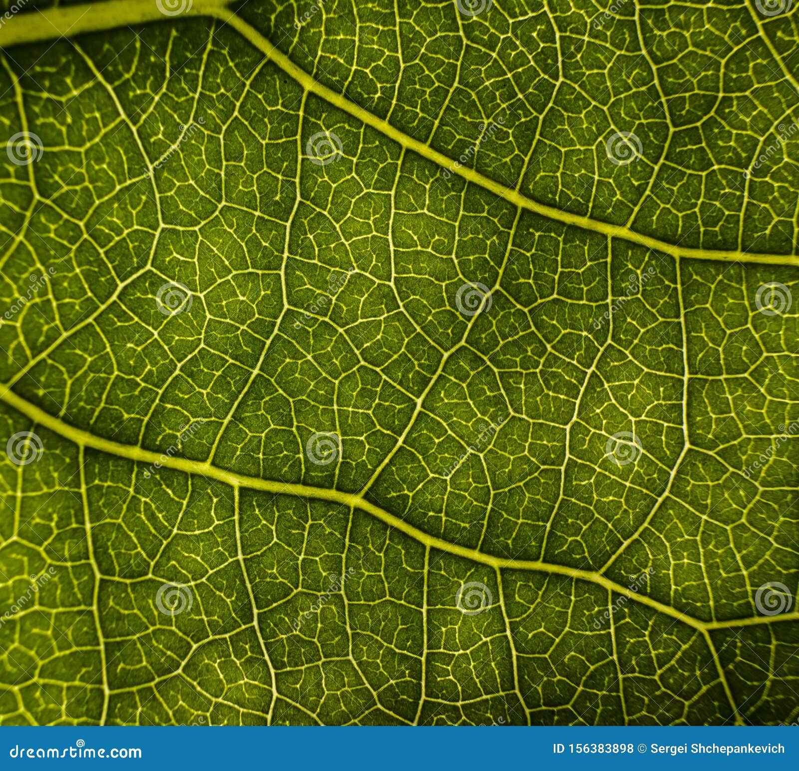 Background Image of a Leaf of a Tree Close Up Stock Photo - Image of ...