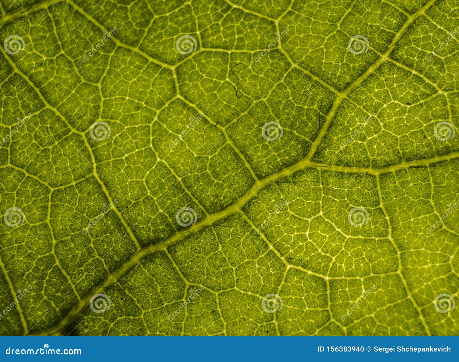 Background Image of a Leaf of a Tree Close Up Stock Photo - Image of ...