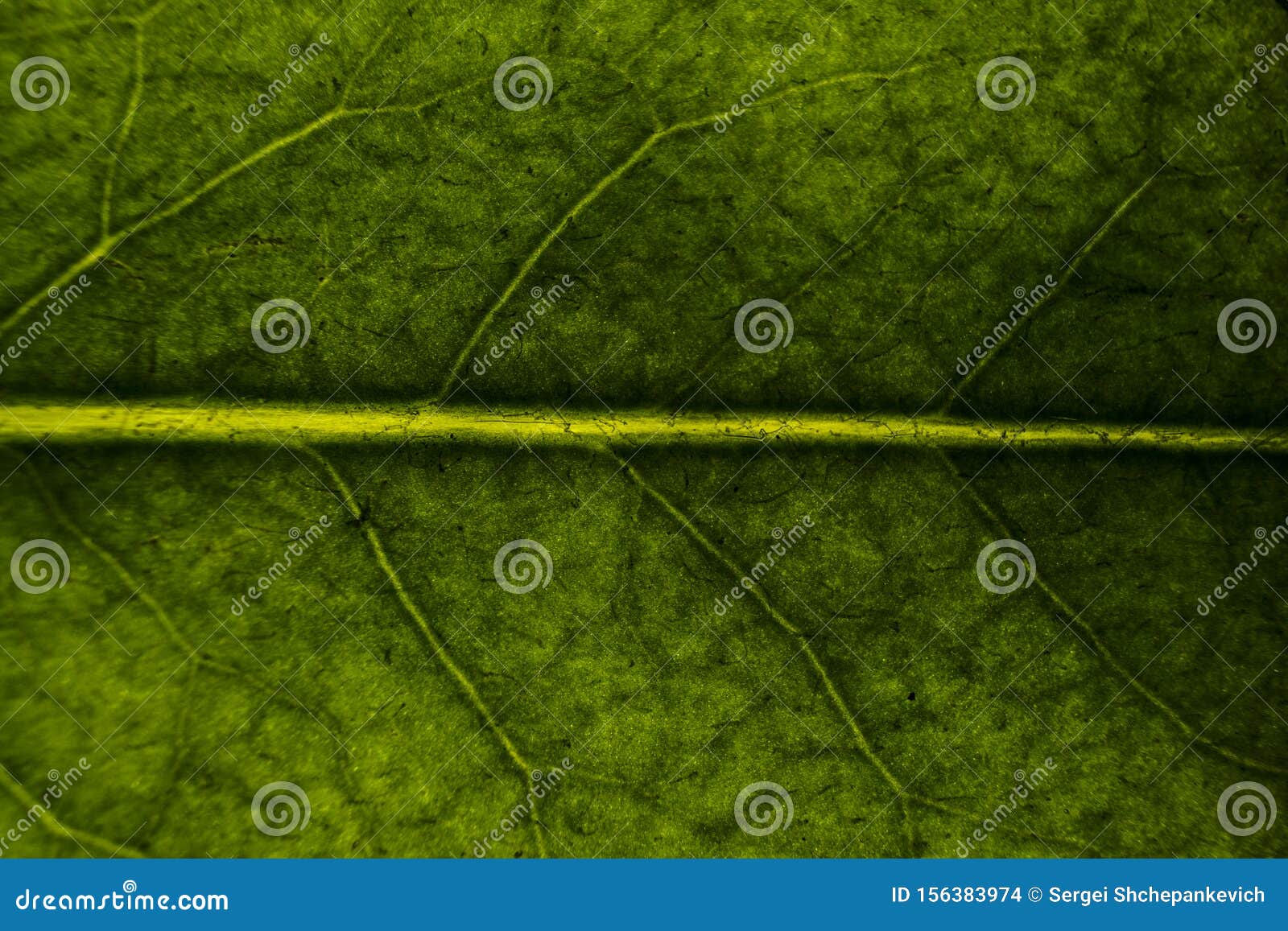 Background Image of a Leaf of a Tree Close Up Stock Photo - Image of ...