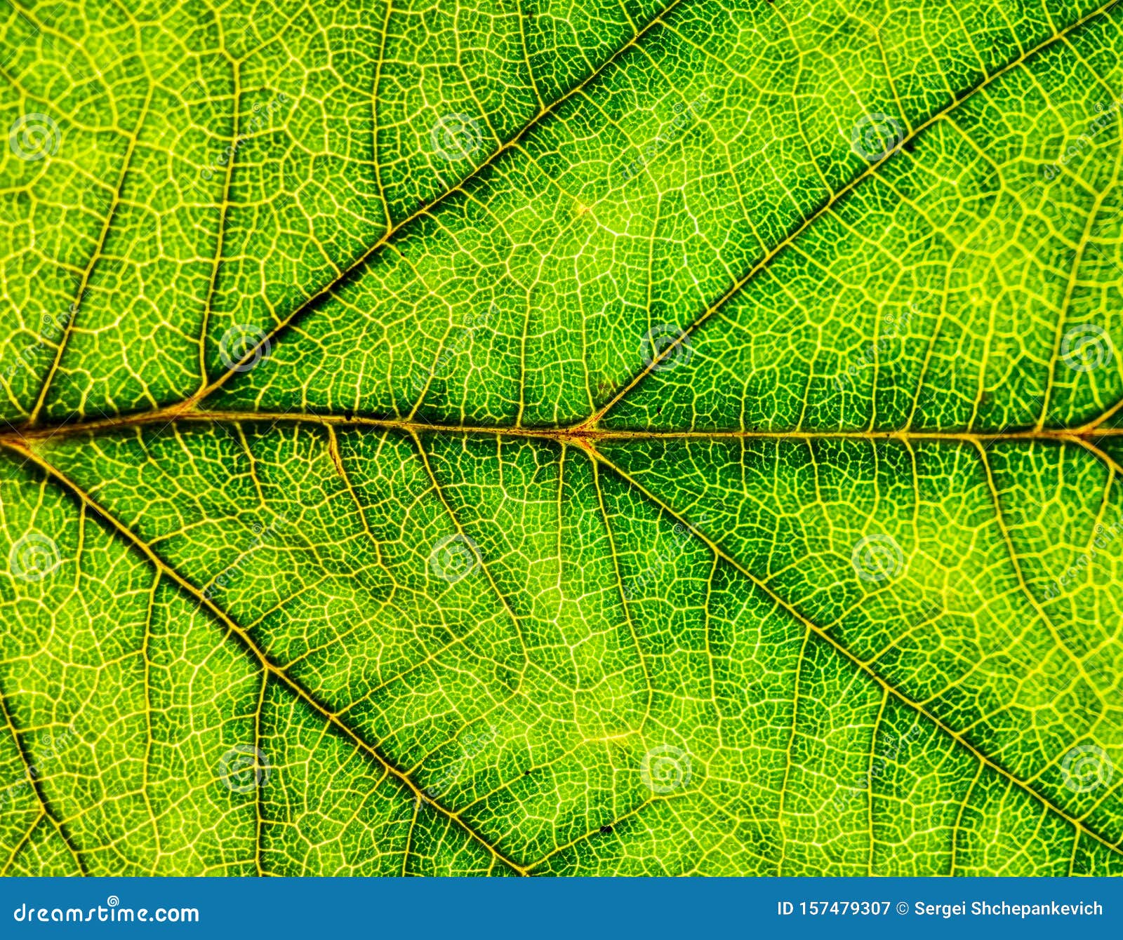Background Image of a Leaf of a Tree Close Up Stock Image - Image of ...