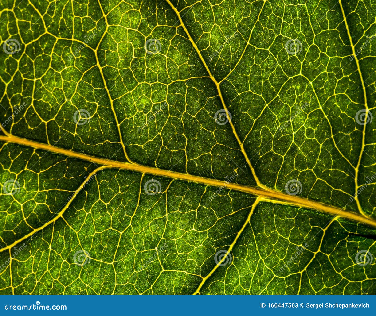 Background Image of a Leaf of a Tree Close Up Stock Image - Image of ...