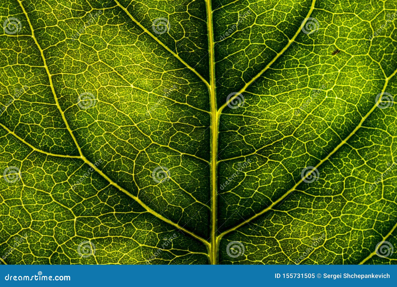 Background Image of a Leaf of a Tree Close Up Stock Image - Image of ...