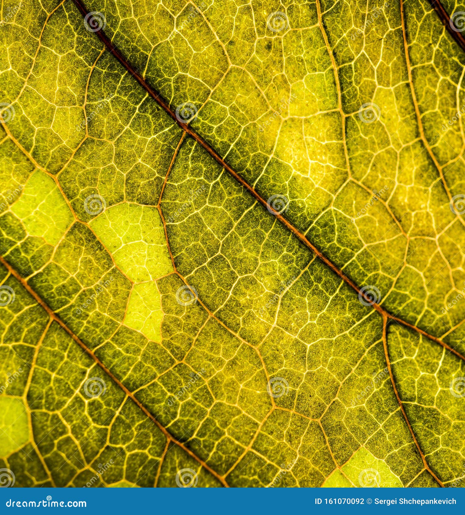 Background Image of a Leaf of a Tree Close Up. a Green Leaf of a Tree ...