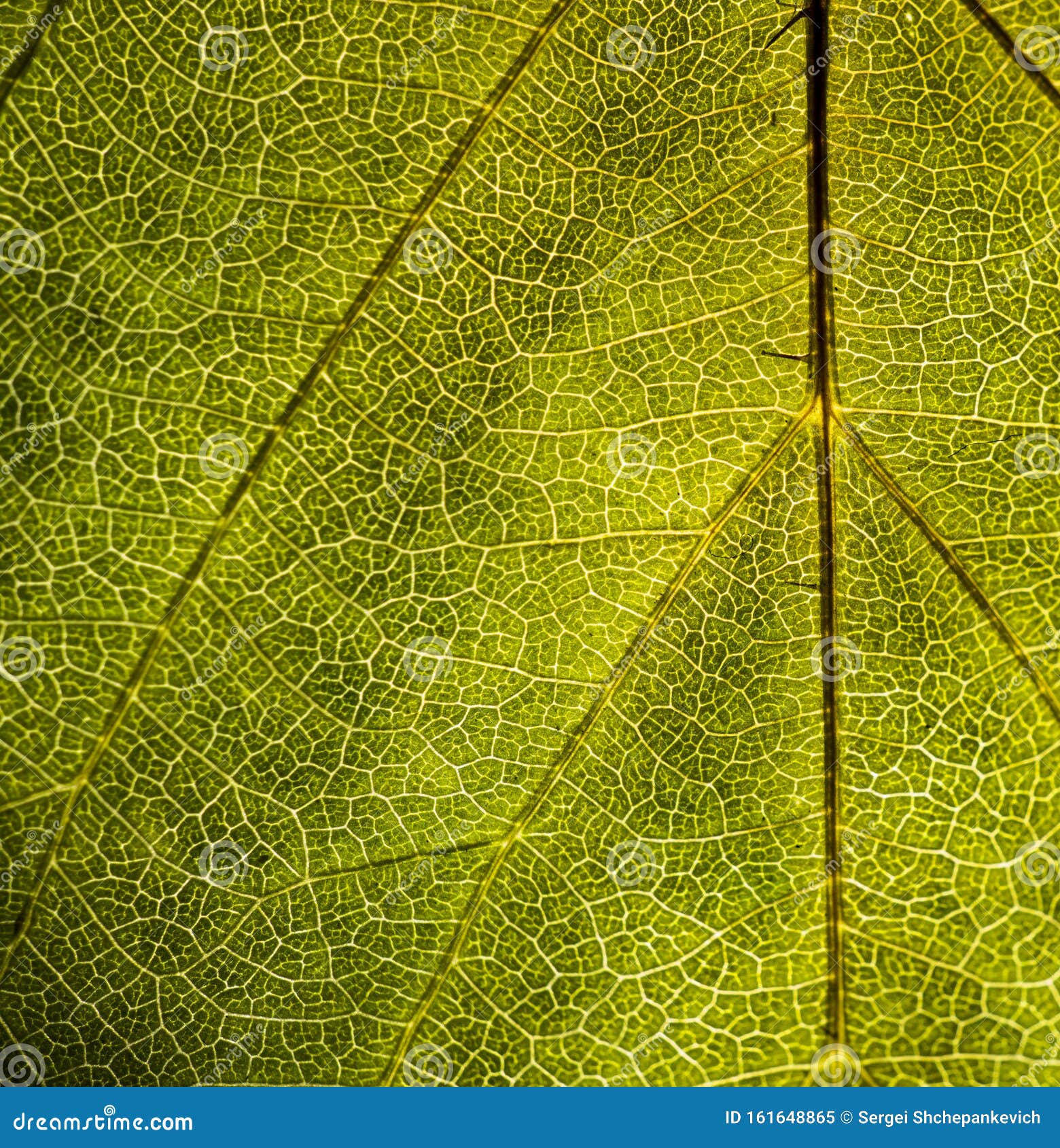 Background Image of a Leaf of a Tree Close Up Stock Image - Image of ...