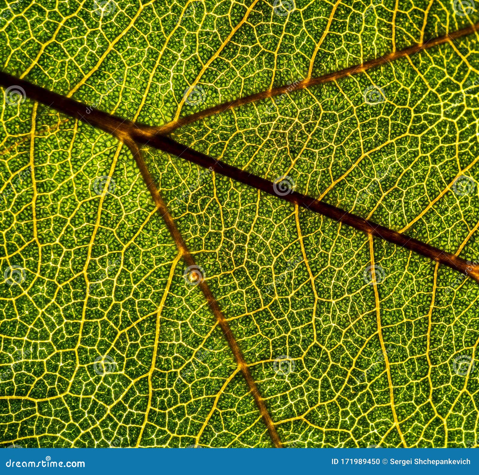 A Green Leaf of a Tree is a Big Magnification. Macro Shooting Stock ...