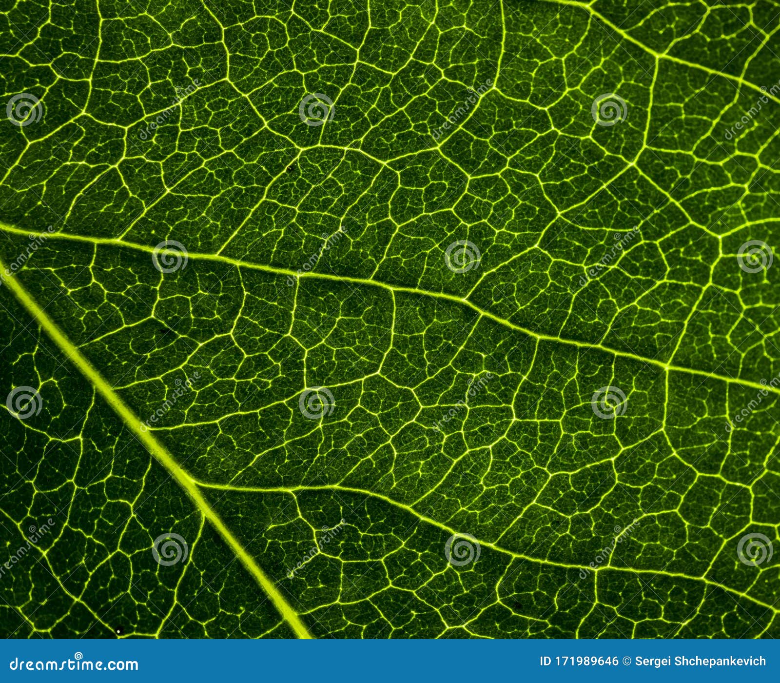 A Green Leaf of a Tree is a Big Magnification. Macro Shooting Stock ...
