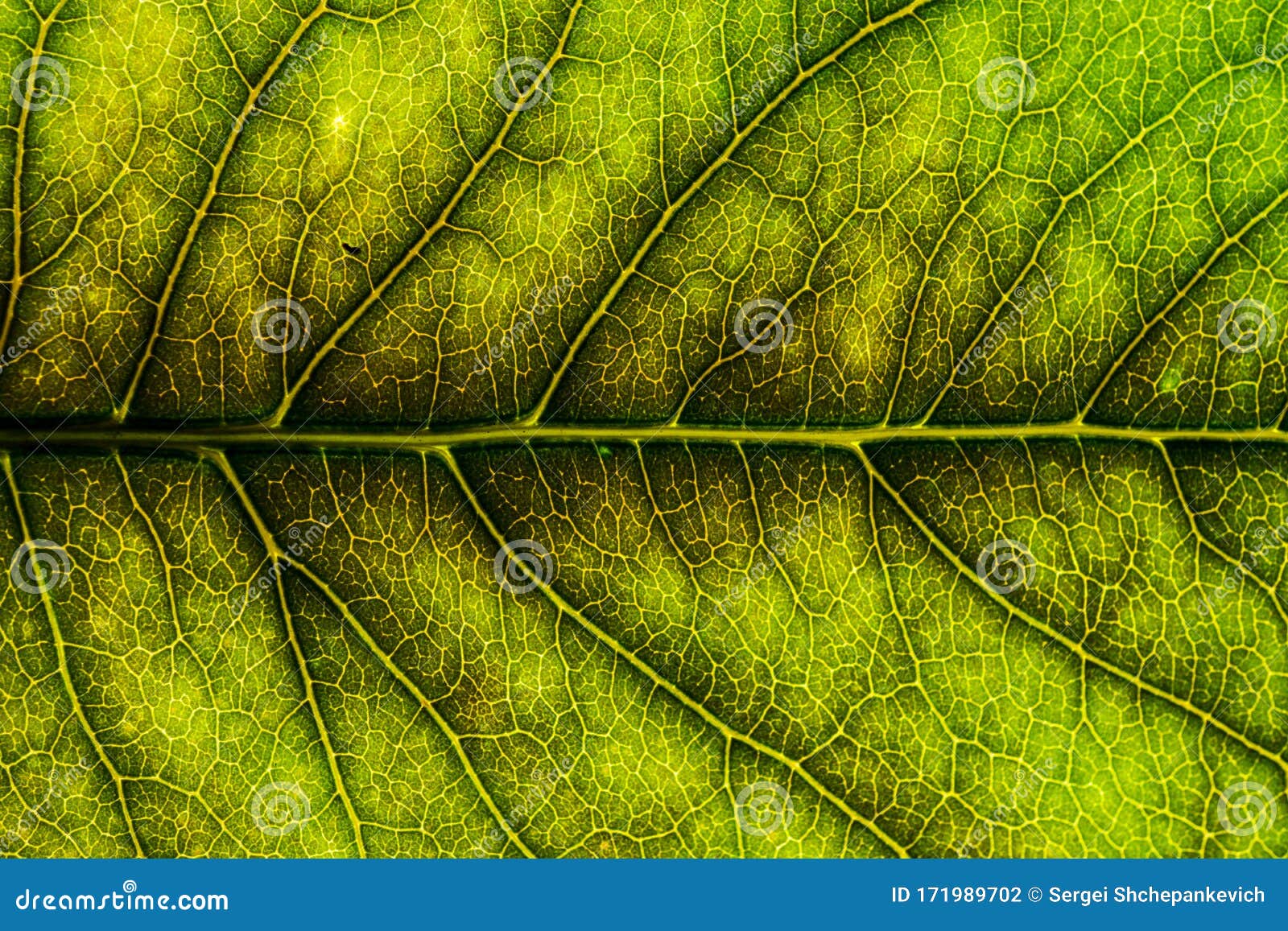 A Green Leaf of a Tree is a Big Magnification. Macro Shooting Stock ...