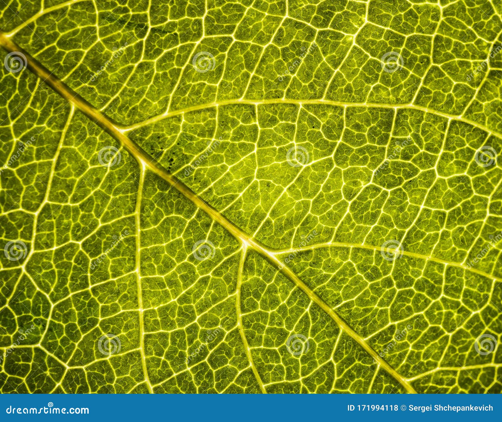 A Green Leaf of a Tree is a Big Magnification. Macro Shooting Stock ...