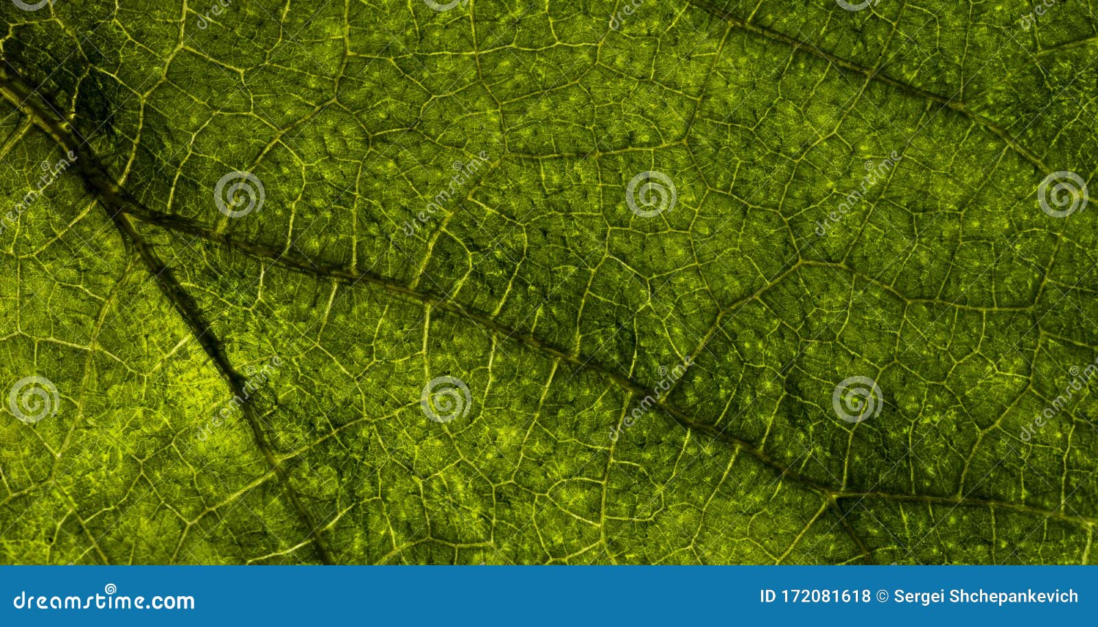A Green Leaf of a Tree is a Big Magnification. Macro Shooting Stock ...