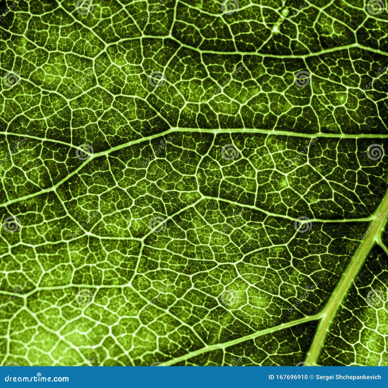 Background Image of a Leaf of a Tree Close Up Stock Photo - Image of ...