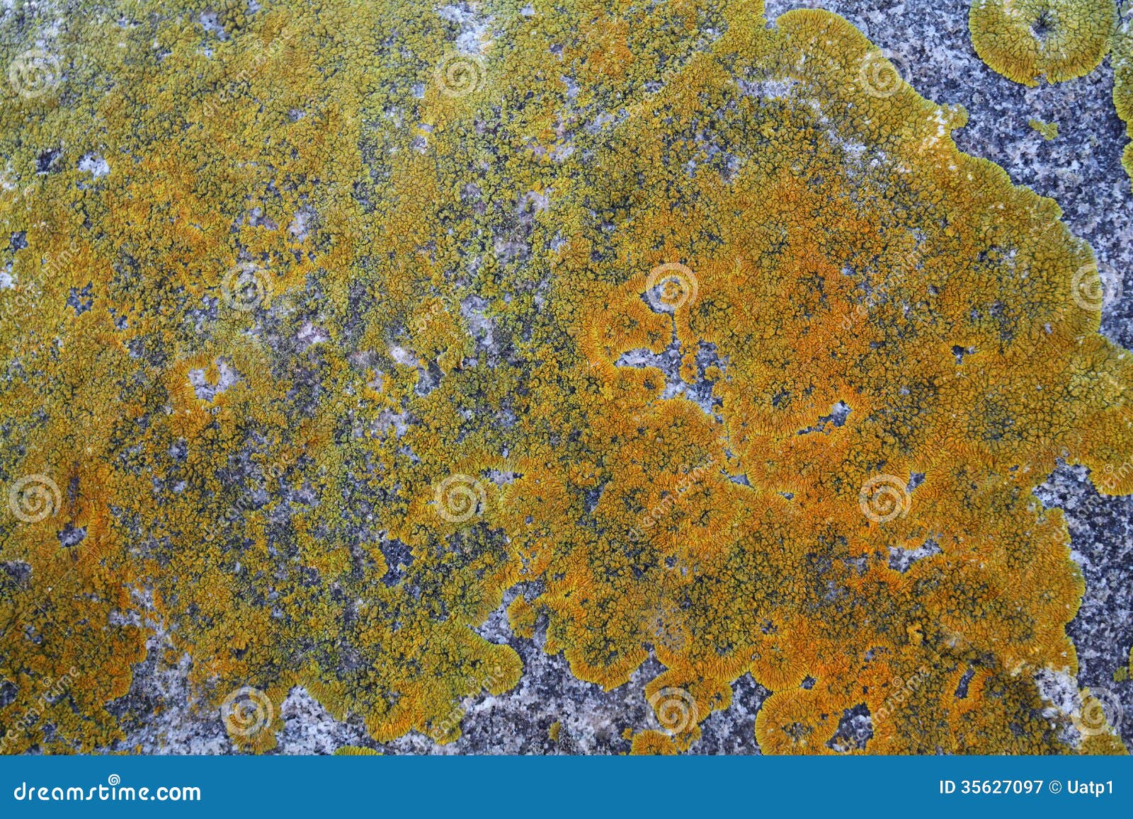 Background with the Image of Lichen Stock Image - Image of background ...