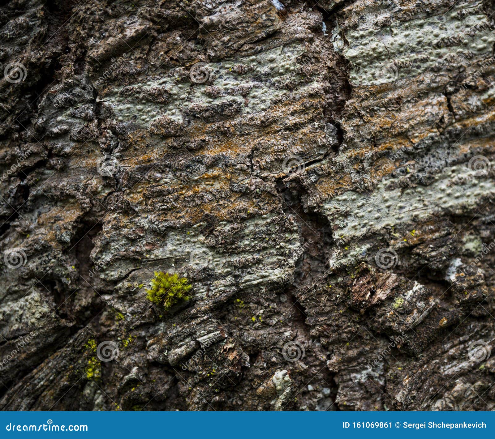 Background Image of Macro Photo of Bark with Mold Stock Image - Image ...