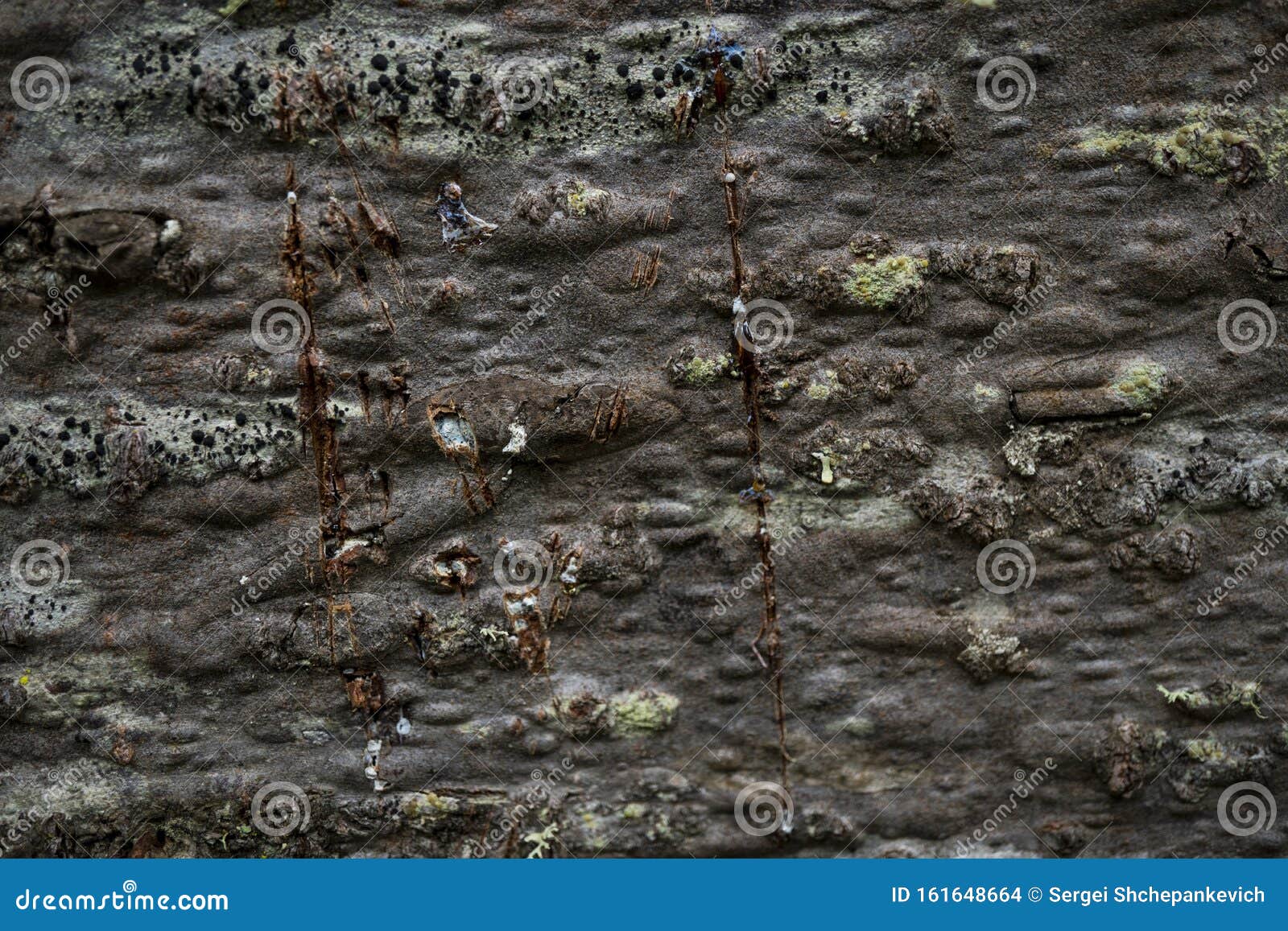 Background Image of Macro Photo of Bark with Mold Stock Photo - Image ...