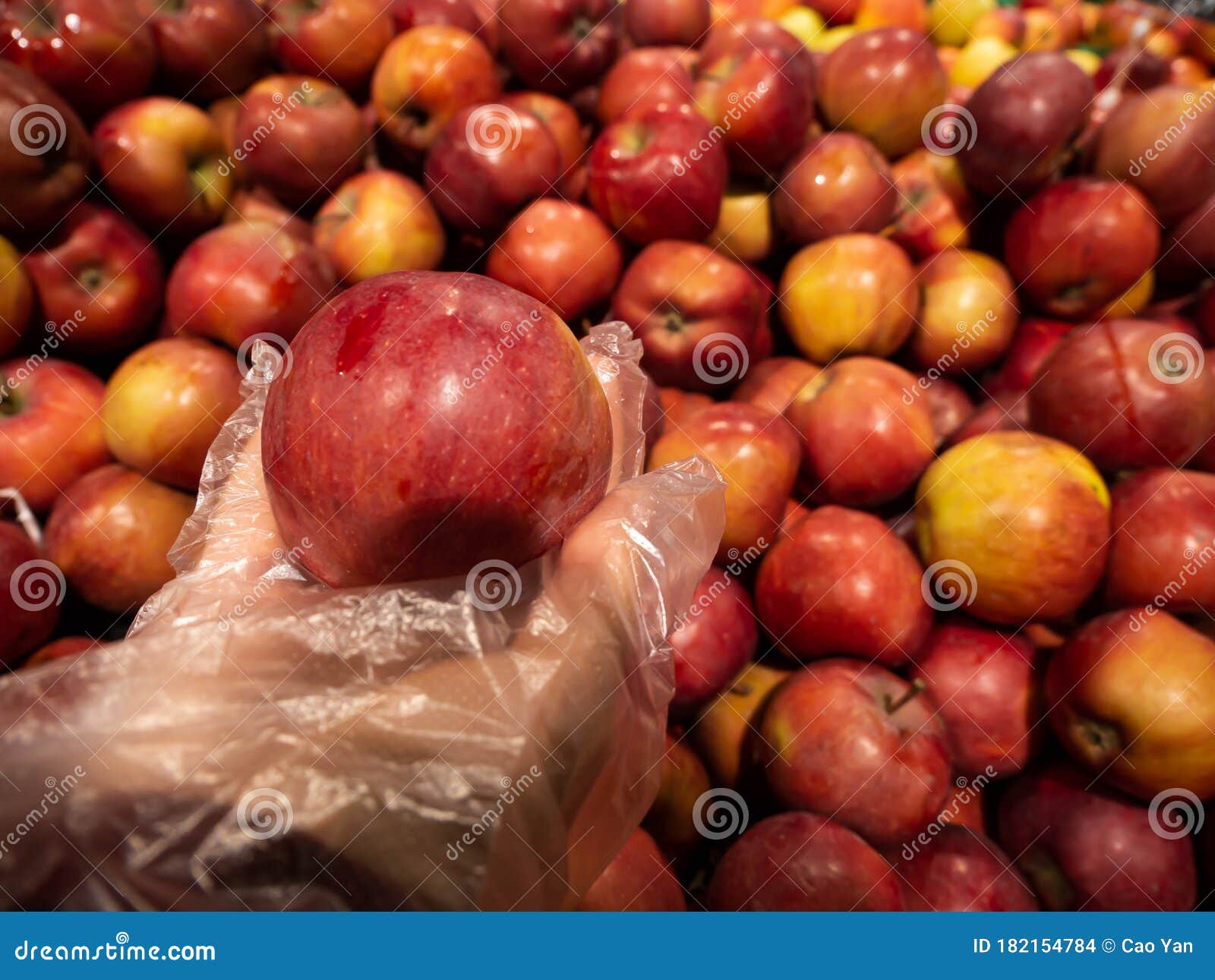 Man in Protective Gloves Picking Apples Stock Photo - Image of food ...