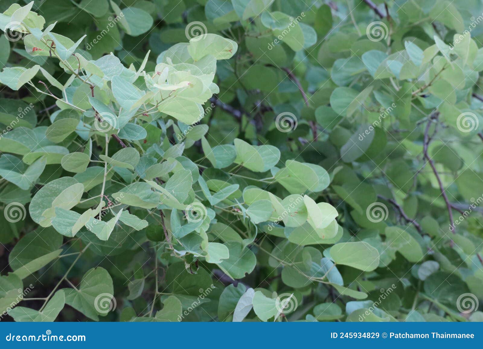 Background Image of Many Interlaced Light Green Tropical Forest Leaves ...