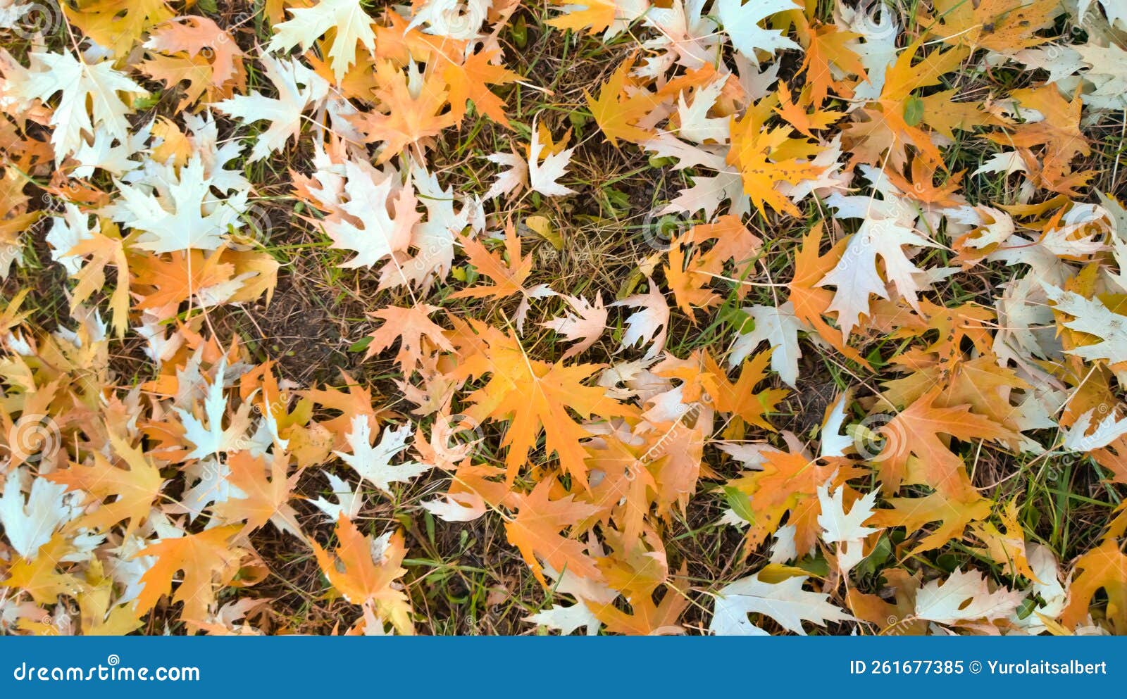 Background Image of Maple Leaves on the Grass . Stock Image - Image of ...