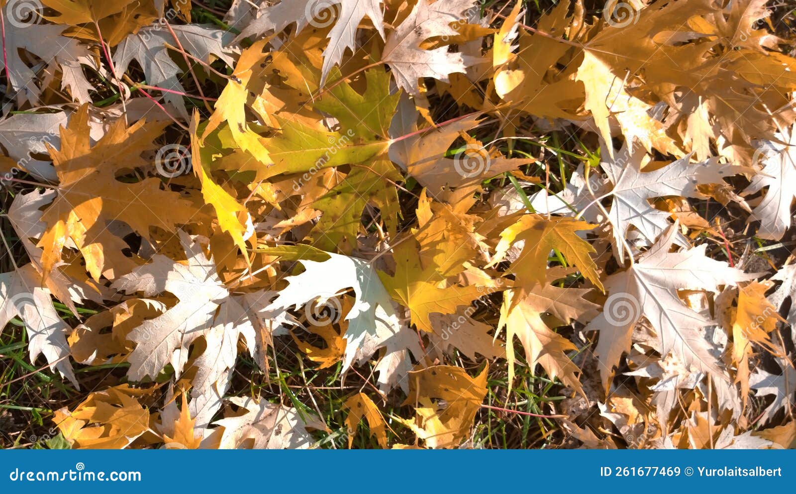 Background Image of Maple Leaves on the Grass . Stock Image - Image of ...