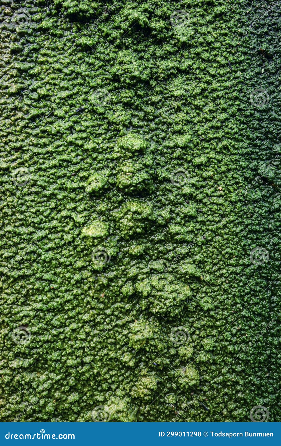 Background Image of Moist Moss in Nature Stock Photo - Image of ...