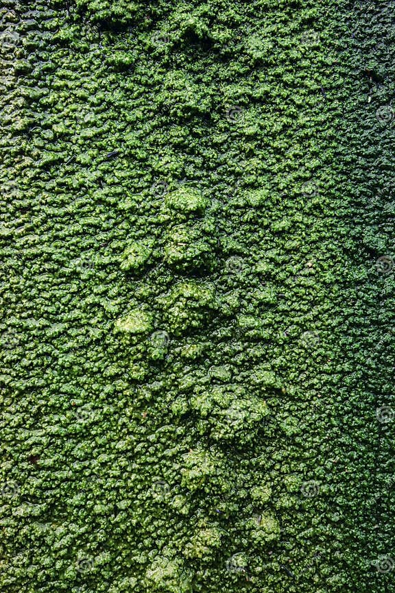 Background Image of Moist Moss in Nature Stock Photo - Image of ...