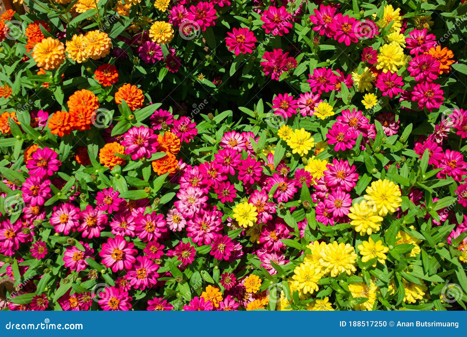 Background Image of Multi-colored Flowers Stock Photo - Image of gift ...