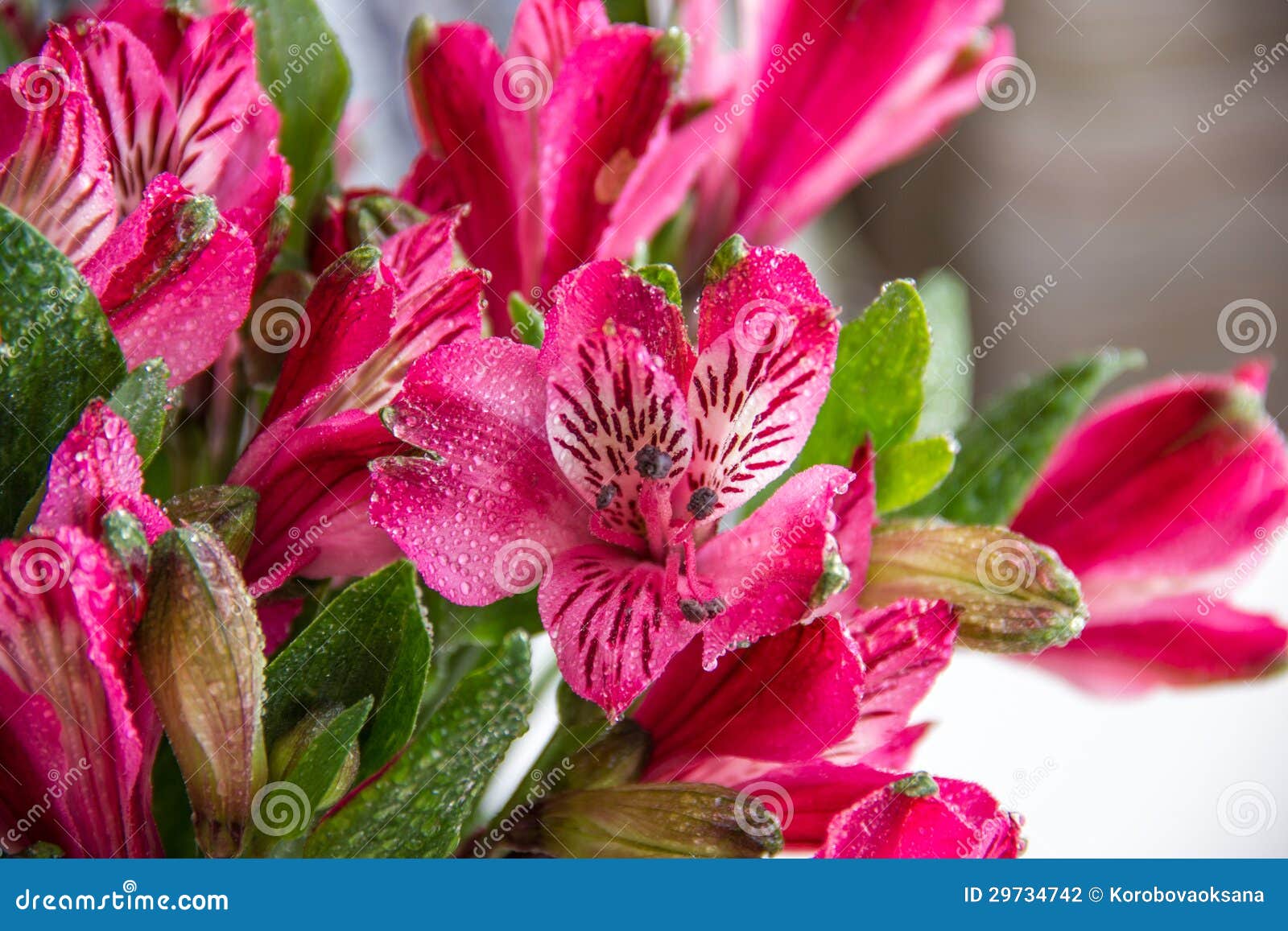 Alstroemeria flowers stock photo. Image of spring, flora - 29734742