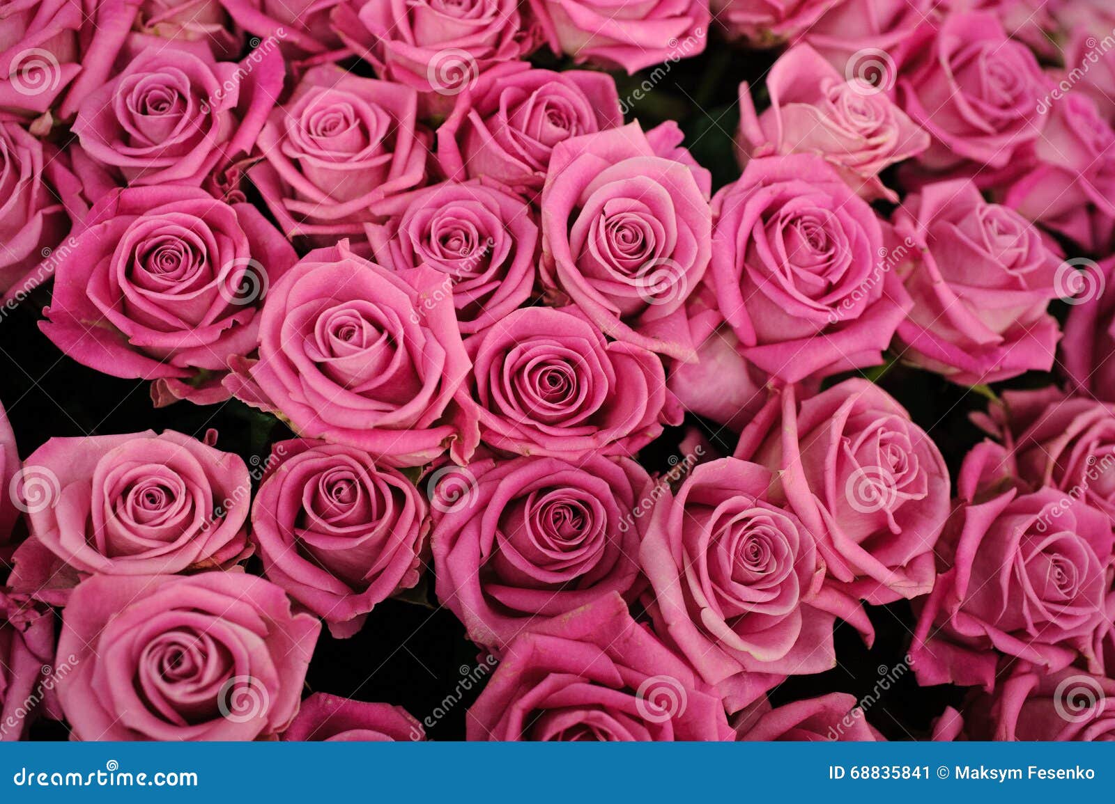 Background Image of Pink Roses Stock Image - Image of floral, flowers ...