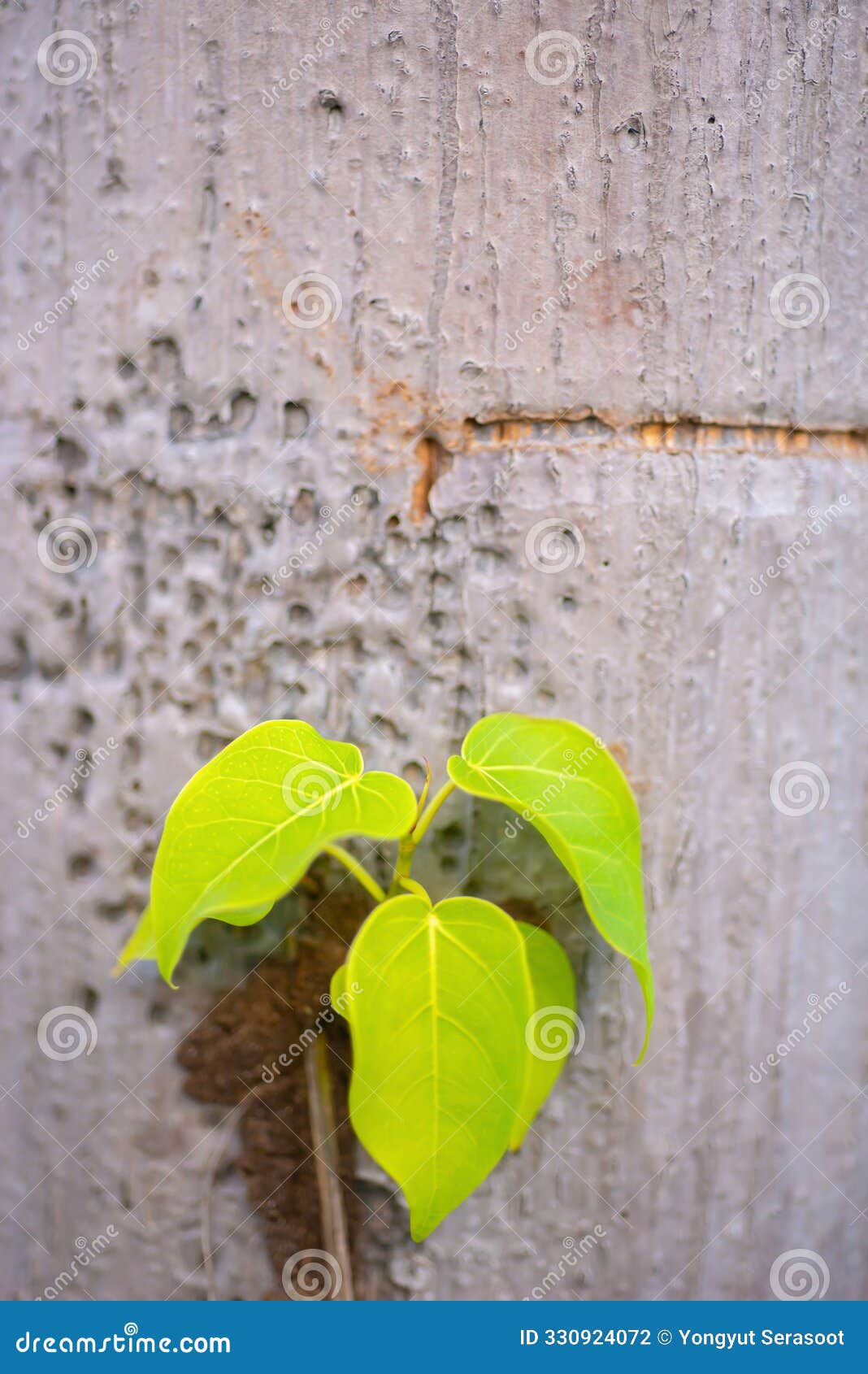 The Background Image of a Plant with a Germinating Tree Stock Photo ...