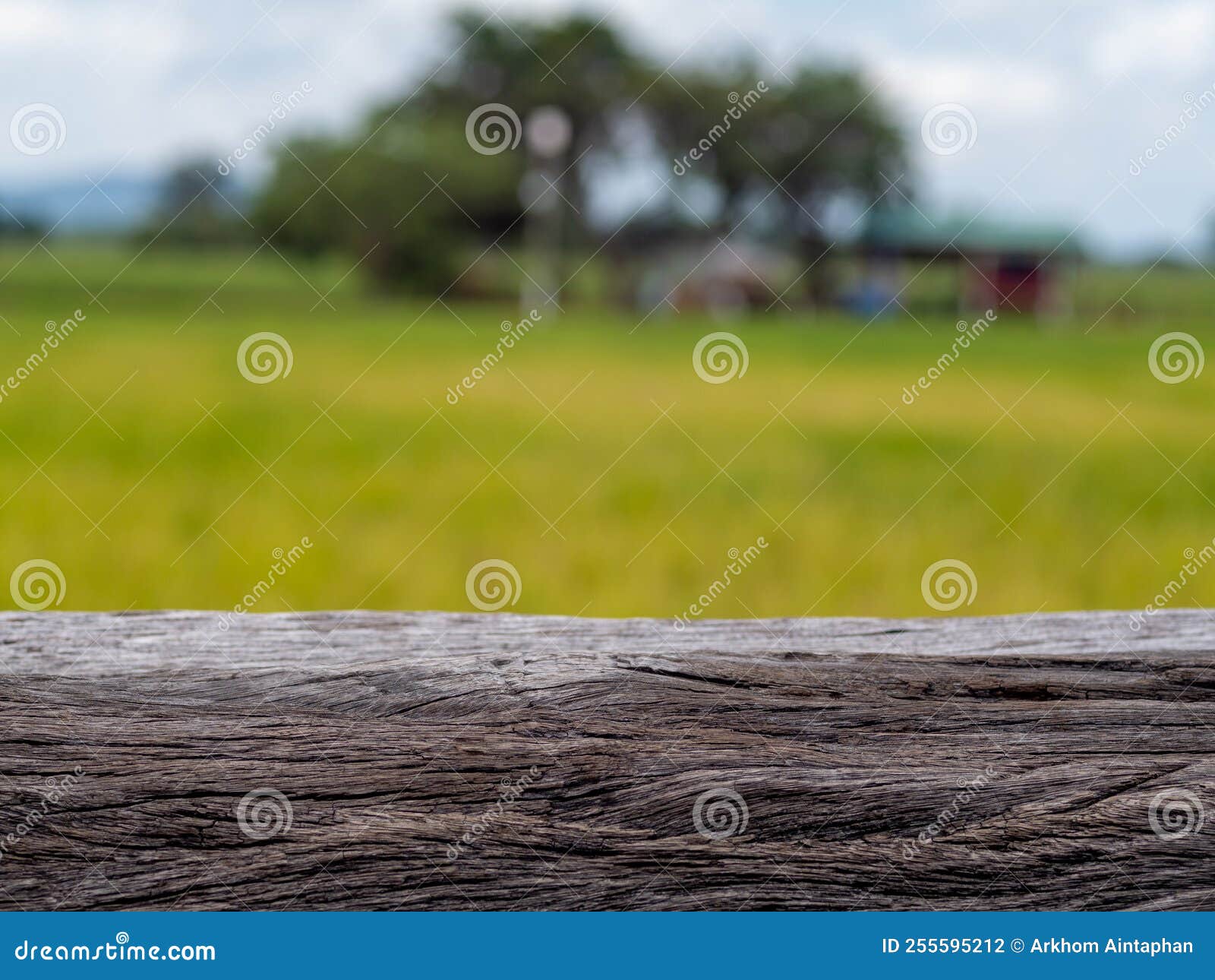 The Background Image is a Rice Field Stock Photo - Image of green ...