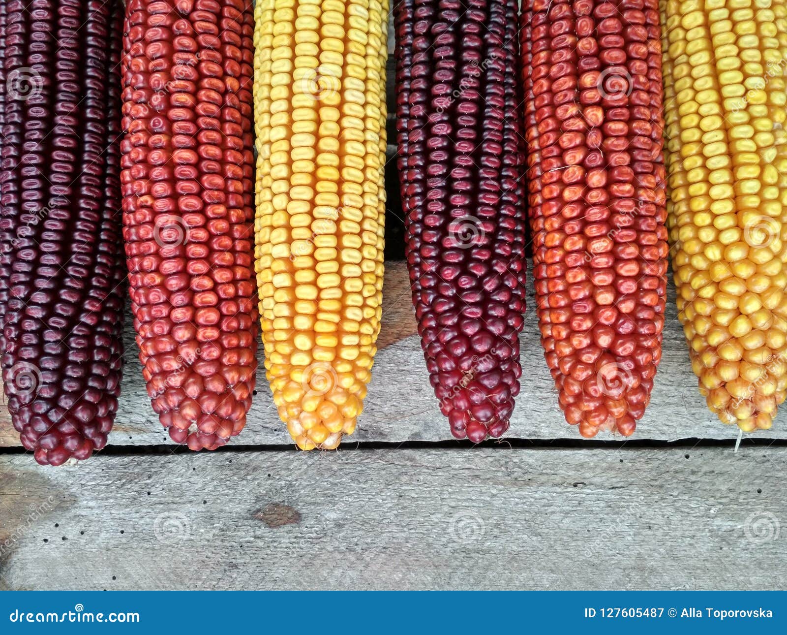 Background Image of Ripe Corn Stock Image - Image of background, farm ...
