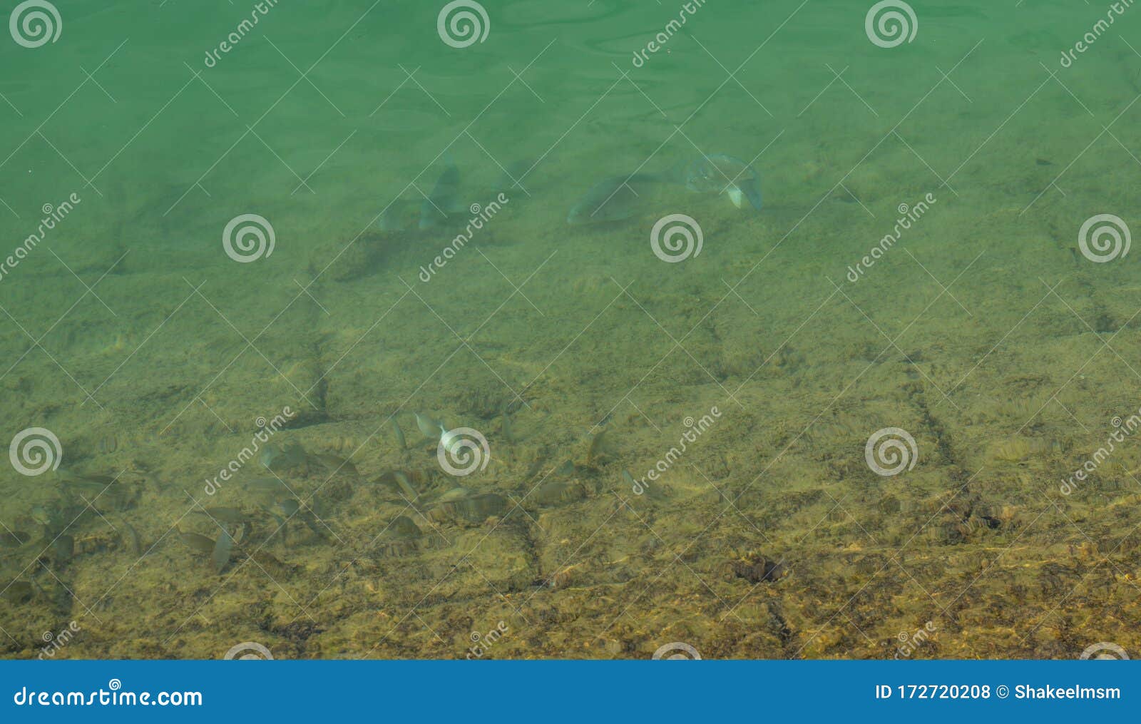 Background Image of River with Fishes Around , Green Water Stock Photo ...