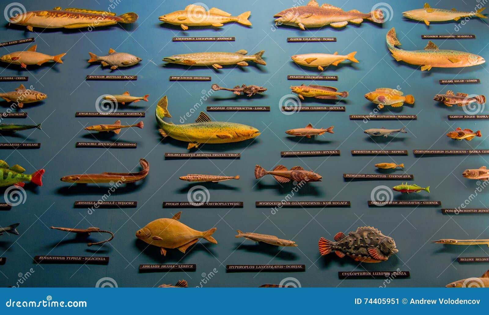 Background with the Image of the Set of Models of Fish Baltic Sea Stock ...