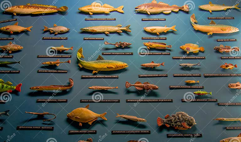 Background with the Image of the Set of Models of Fish Baltic Sea Stock ...
