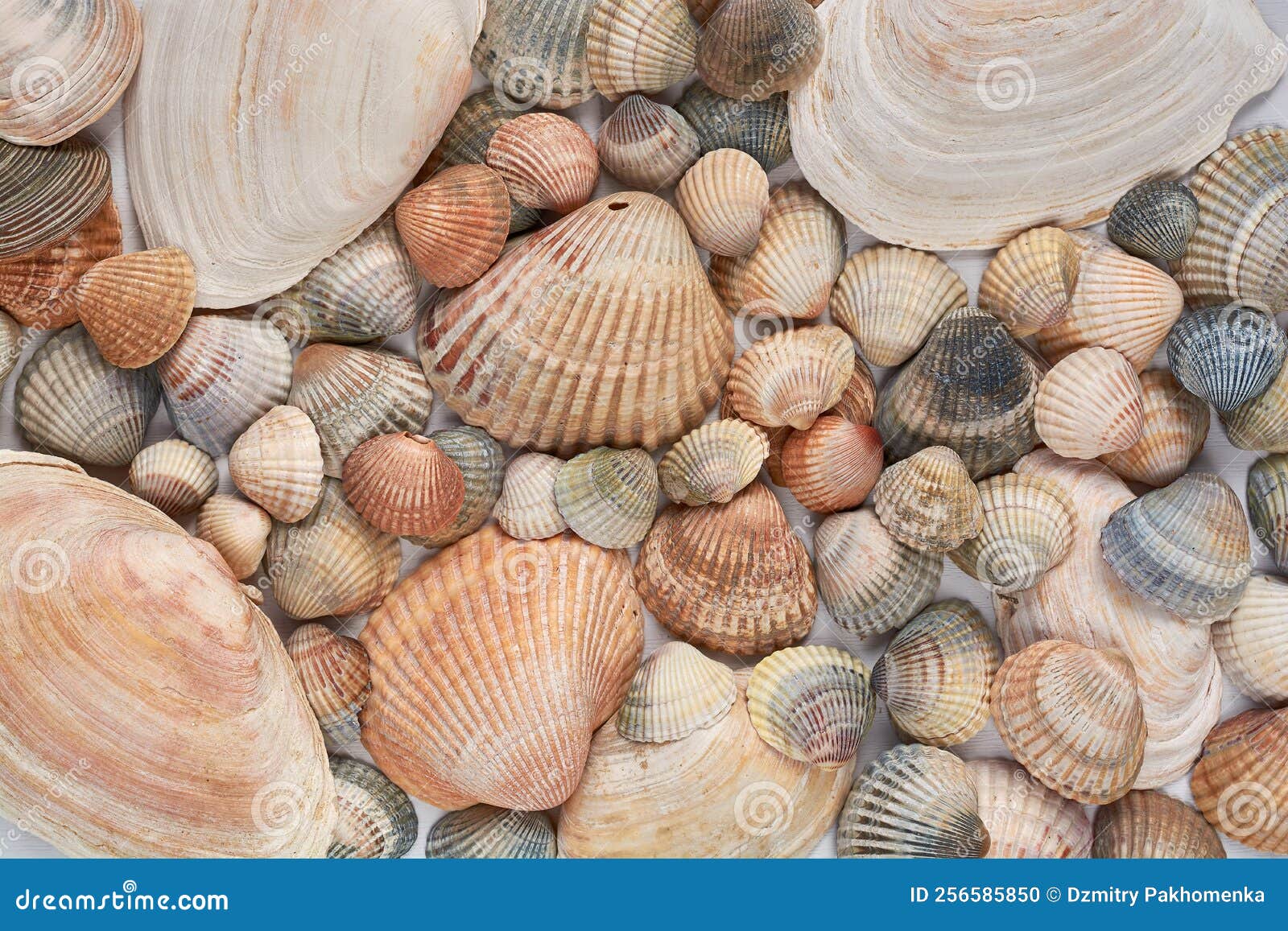 Background Image of Shells of Various Sizes and Colors Stock Photo ...