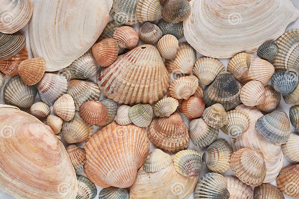 Background Image of Shells of Various Sizes and Colors Stock Photo ...