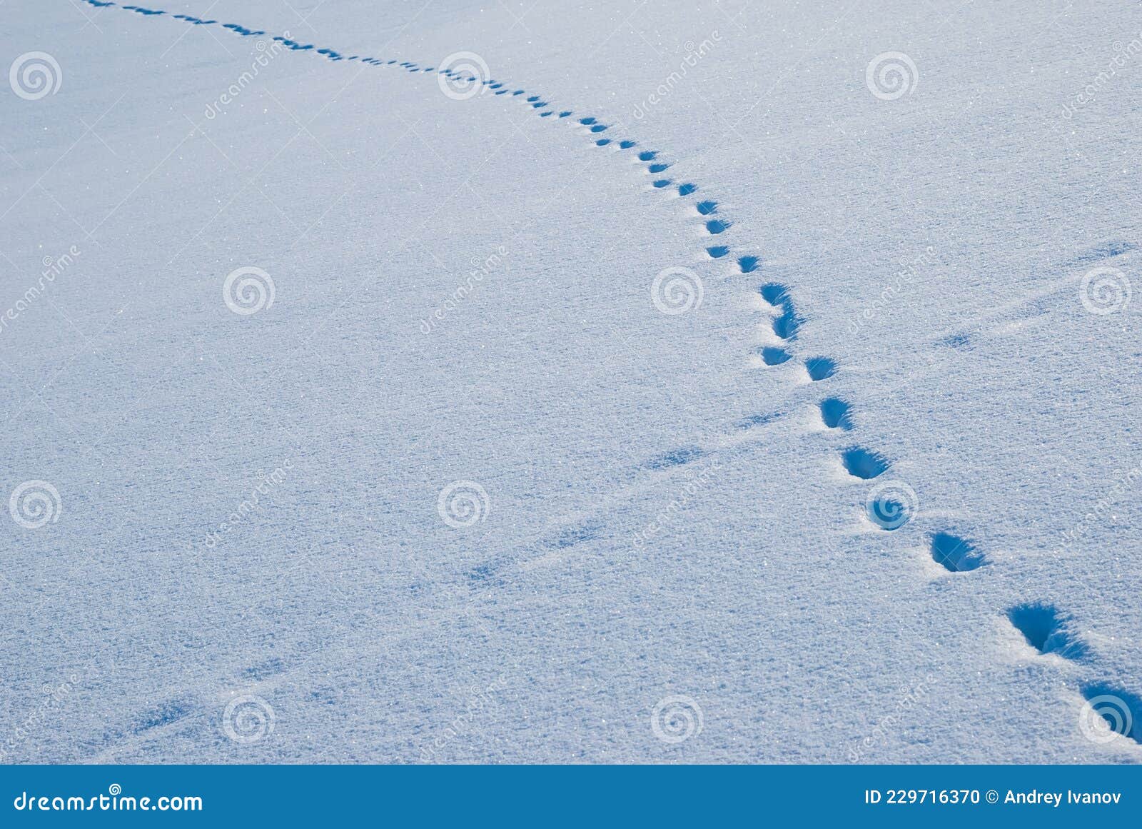 Background Image with Snow Texture. Footprints in the Snow. Stock Photo ...