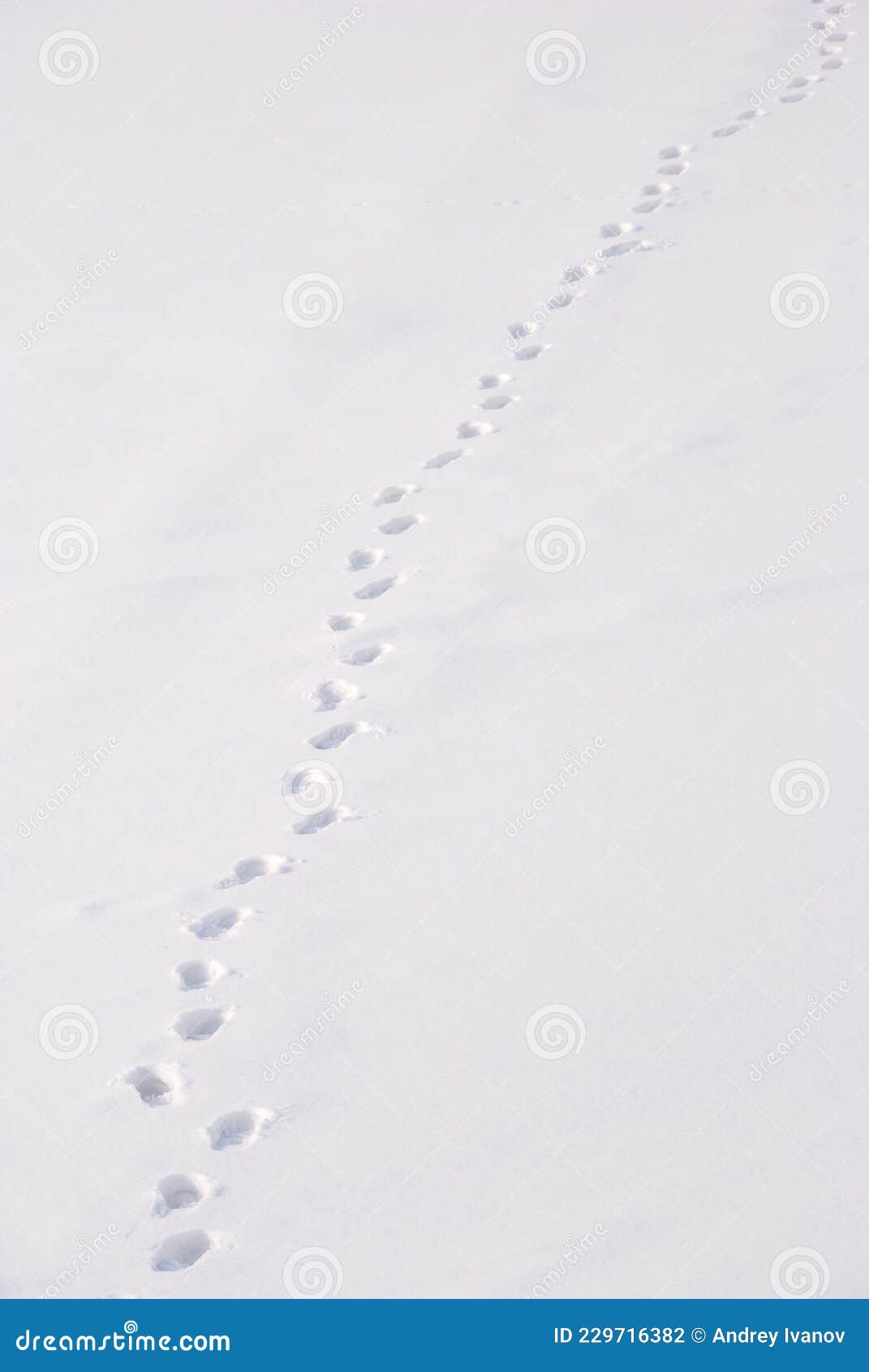 Background Image with Snow Texture. Footprints in the Snow. Stock Photo ...