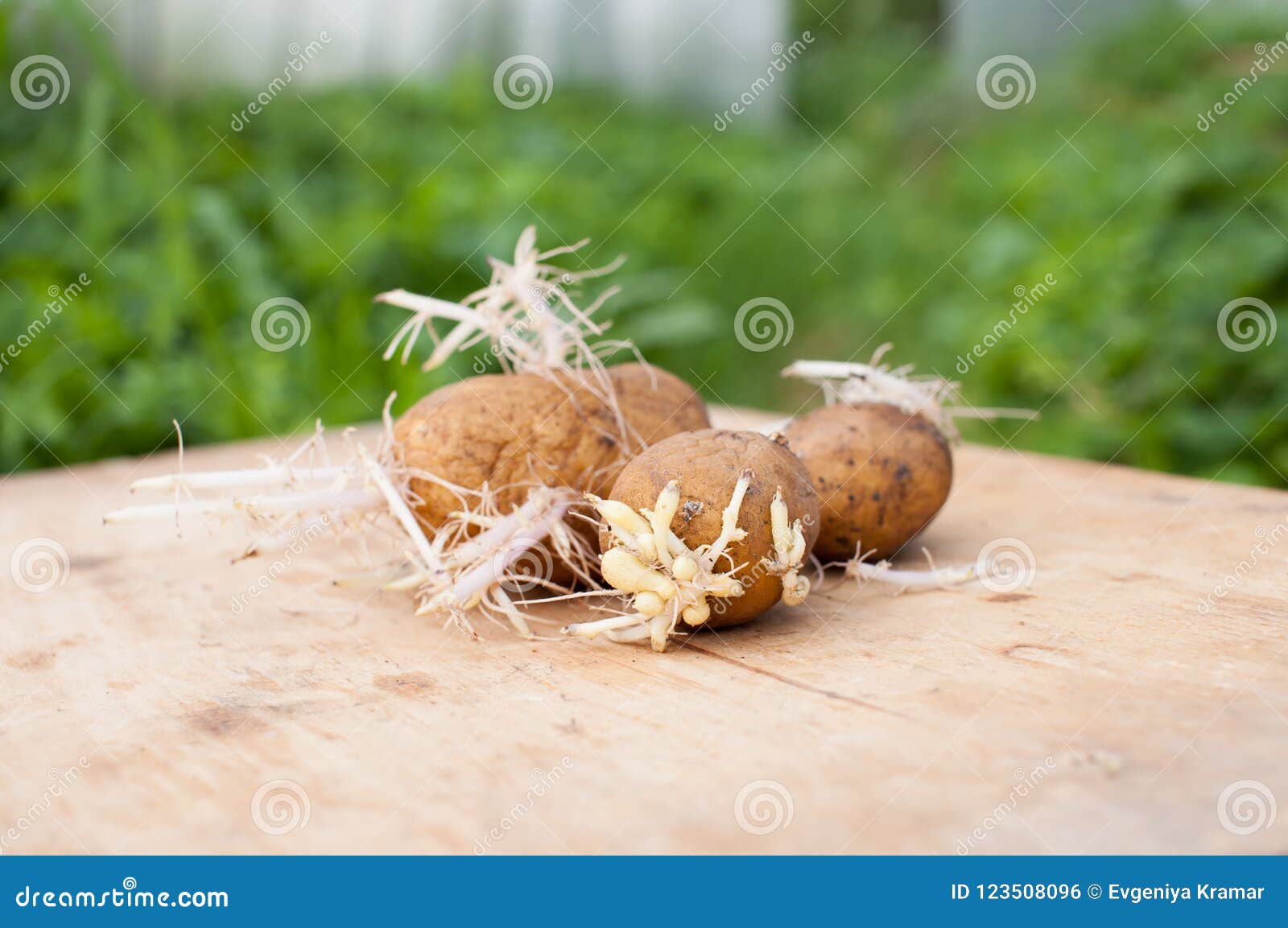 Old Potatoes with Sprouts and Roots. Stock Photo - Image of harvest ...
