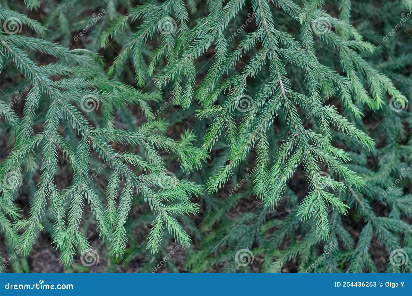 Background Image of Spruce Branches. Stock Image - Image of cone ...