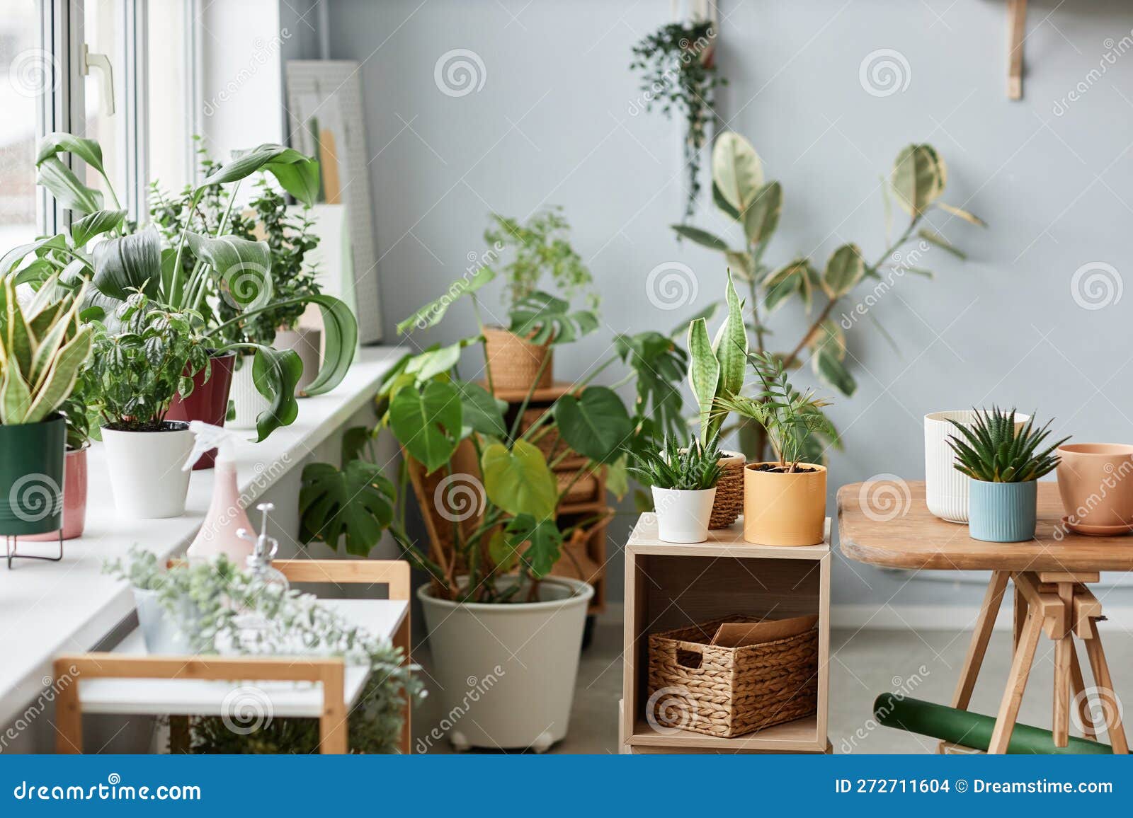 Background Image of Various Live Plants Indoors with Vibrant Greenery ...