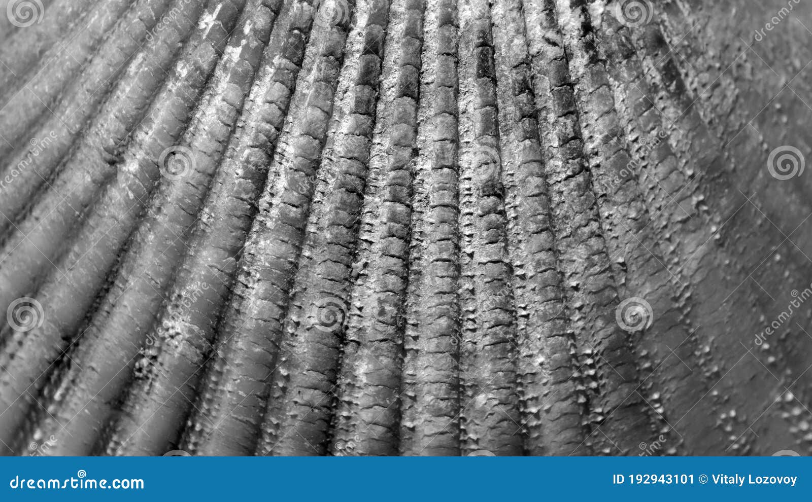 Textured Old Sea Shell Surface. Stock Image - Image of surface, pattern ...