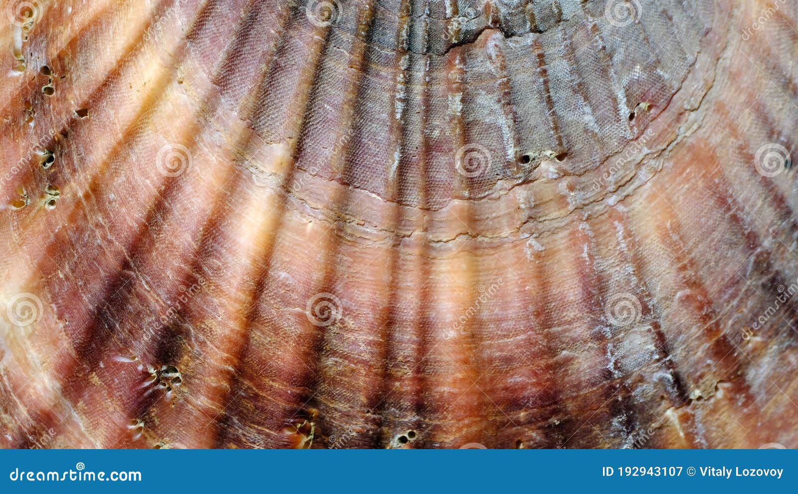 Textured Old Sea Shell Surface. Stock Image - Image of material ...
