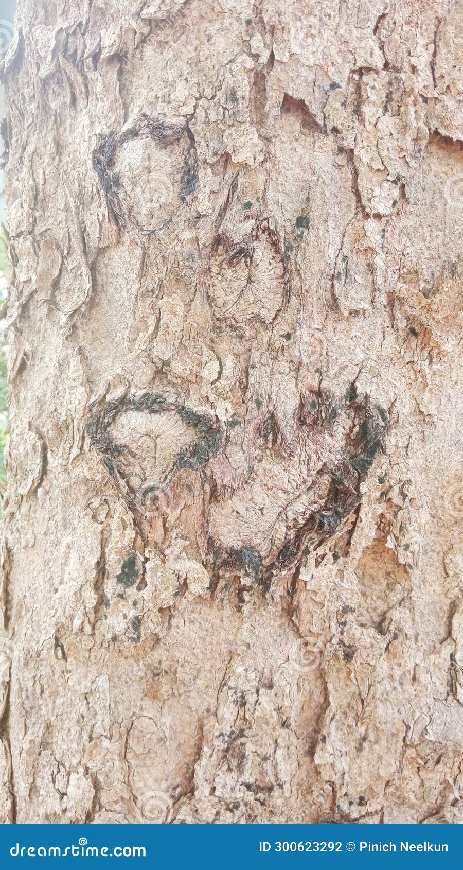 Background Images: Bark Pattern, Light Brown, Nature Pattern, for PC ...