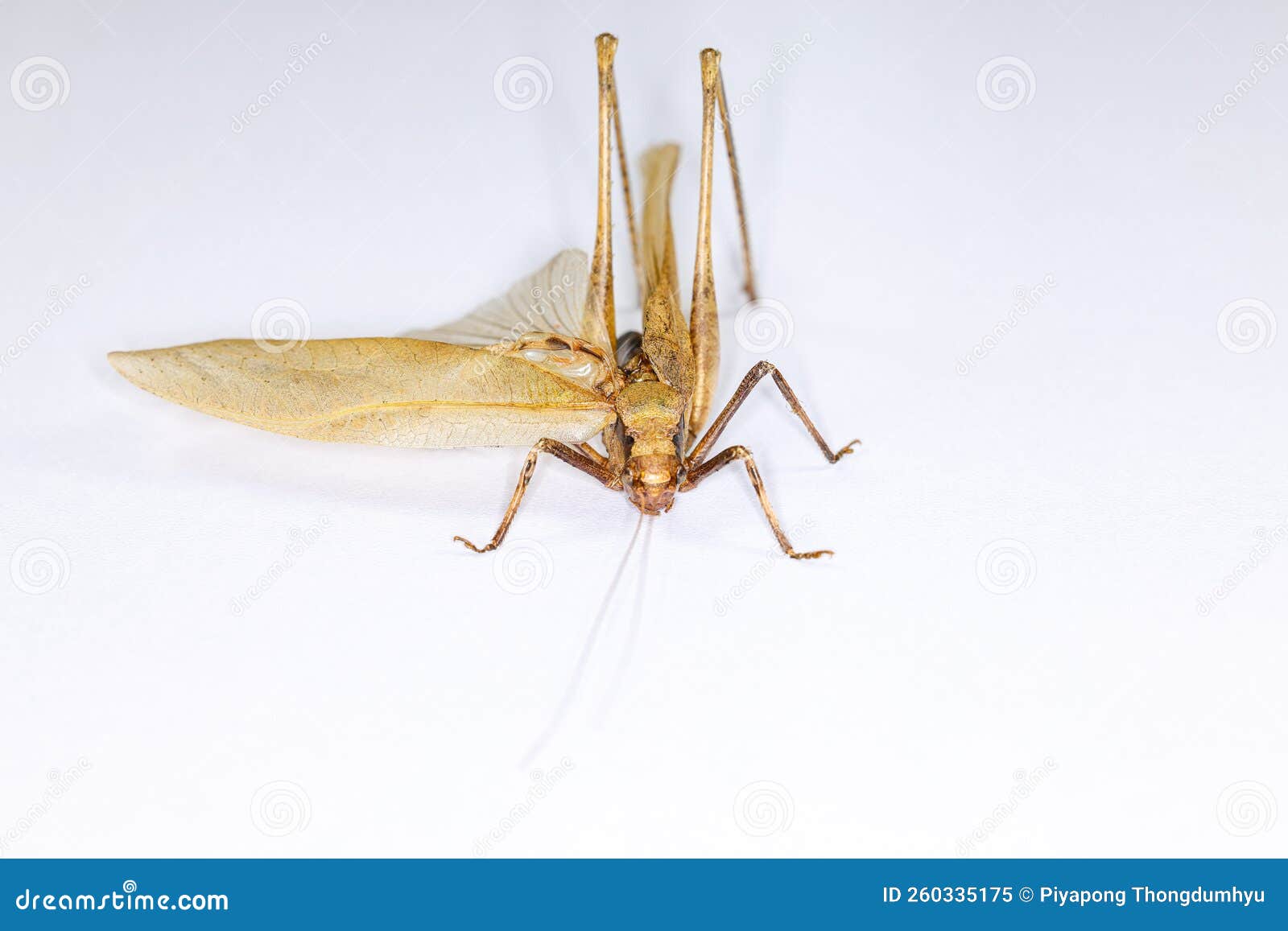 Background of Insects Entomology in Laboratory. Stock Image - Image of ...