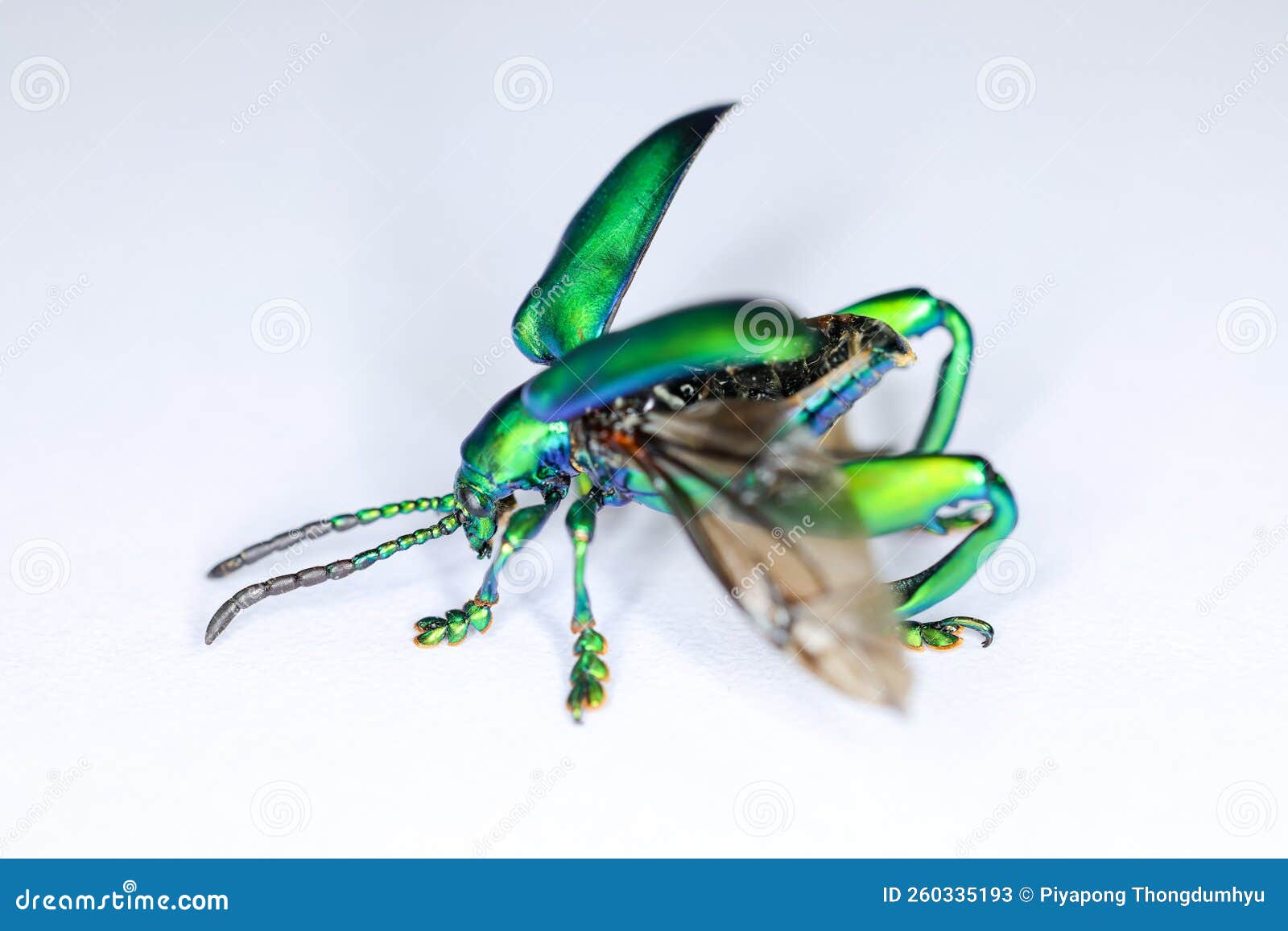 Background of Insects Entomology in Laboratory. Stock Image - Image of ...