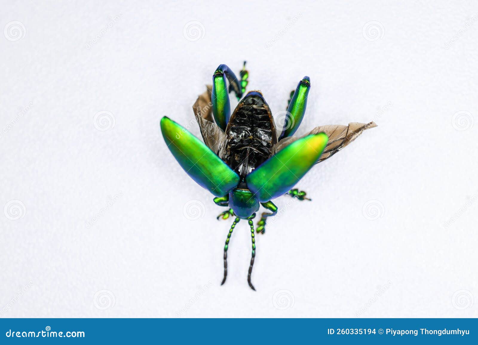 Background of Insects Entomology in Laboratory. Stock Photo - Image of ...