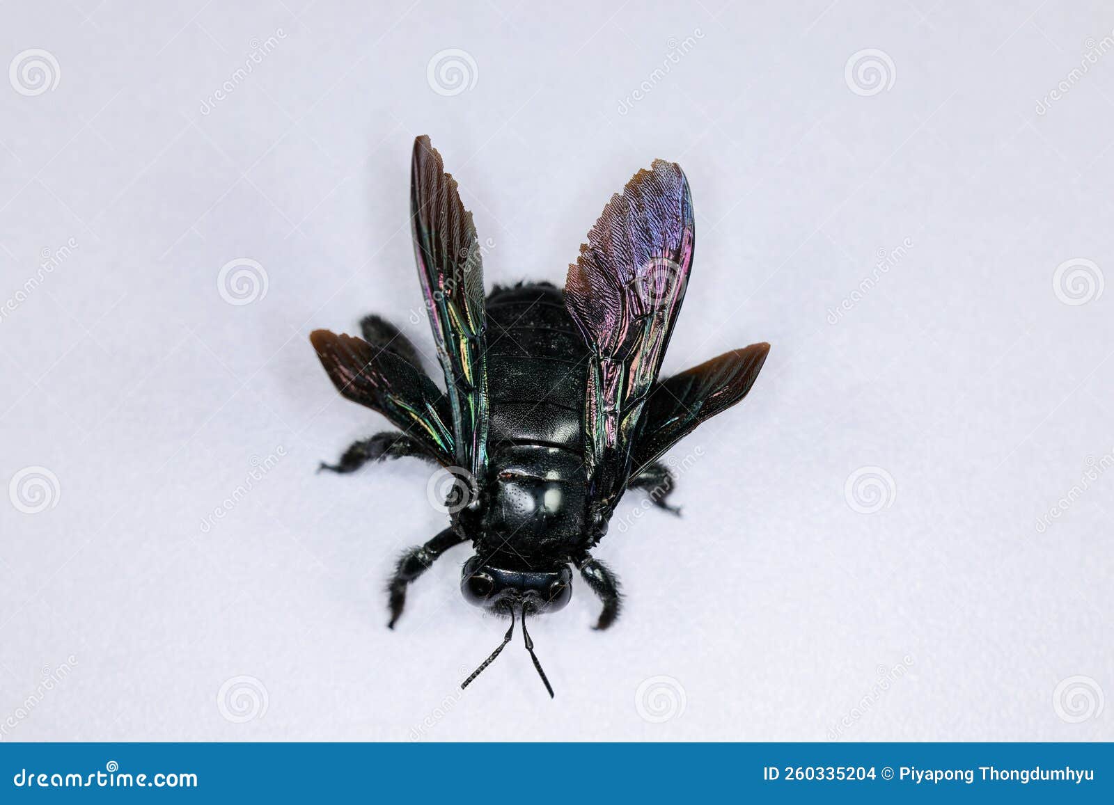 Background of Insects Entomology in Laboratory. Stock Photo - Image of ...