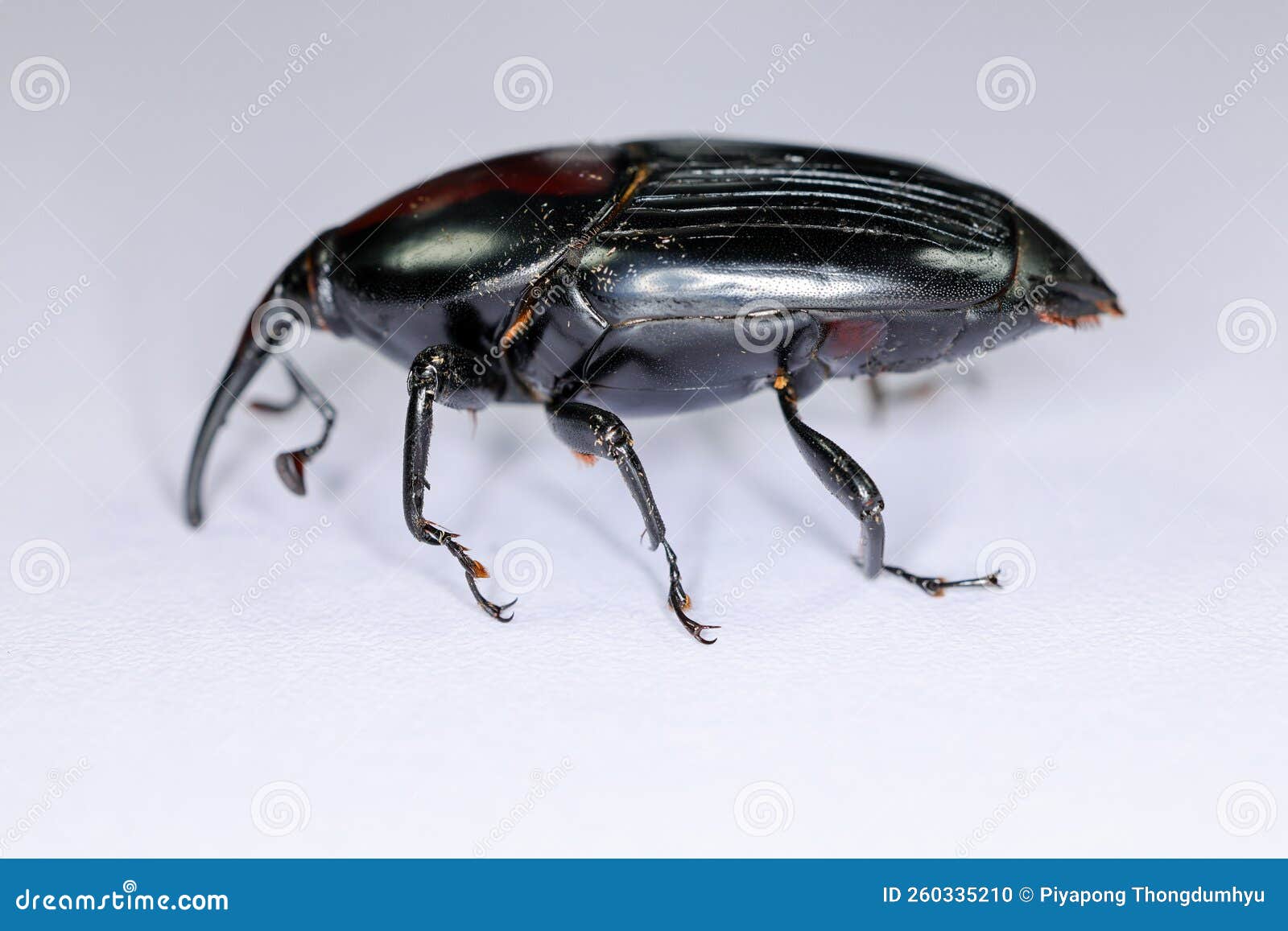 Background of Insects Entomology in Laboratory. Stock Photo - Image of ...